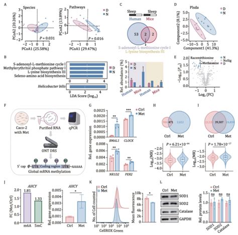 Protein And Cell 菌群代谢物甲硫氨酸影响宿主时钟基因表达和活性氧水平肿瘤细胞氨基酸代谢非靶向代谢脂质多组学代谢流检测