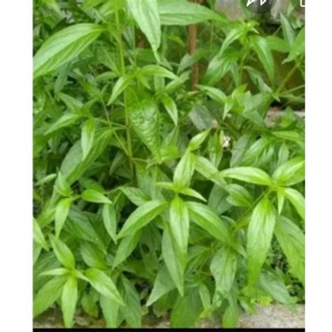 Jual Daun Sambiloto Herbal Segar 300g Shopee Indonesia