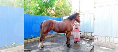 Лошадь купить в Кормиловке Животные и зоотовары Авито