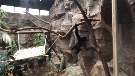 Trippy Optical Illusion Turns Ape Into Man In World S Fastest
