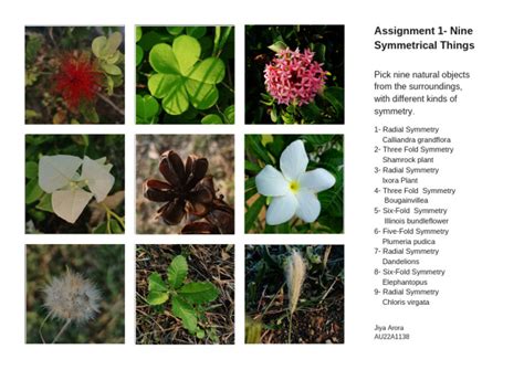 Assignment 1 Examples Of Symmetry Pdf
