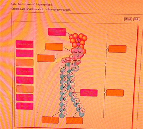 Label The Components Of A Phospholipid Drag The Appropriate Labels To Their Respective Targets