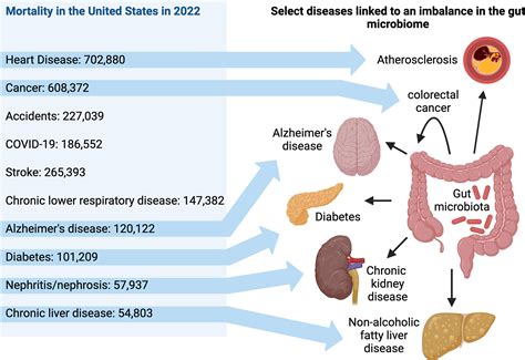 Human Gut Microbiota New Research Supports The Contribution Of The Gut