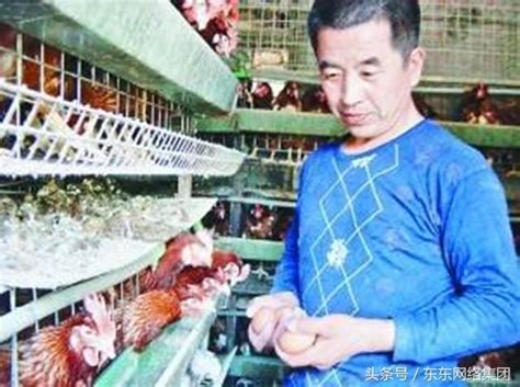 養雞問答：籠養蛋雞絛蟲病啥樣？ 每日頭條