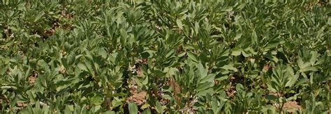 Nitrogen Fixation And Nutrient Uptake In Faba Bean Canadian Agronomist