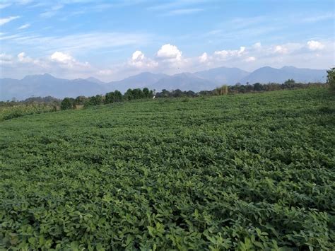 ပိုင်ကျုံမြို့တွင် မိသားစုတစ်ပိုင်တစ်နိုင် လယ်ယာမြေများ၌ စပါးသီးထပ်အဖြစ