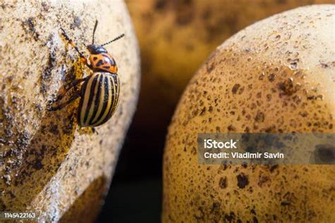 감자와 녹색 잎에 크롤 하 고 그들을 먹는다 줄무늬 콜로라도 감자 딱정벌레의 클로즈업 이미지 감자 요리에 대한 스톡 사진 및 기타 이미지 Istock