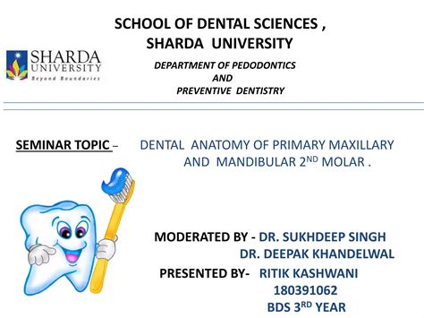 Dental Anatomy Of Primary Maxillary And Mandibular 2nd Molar Pdf