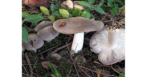 БАН Мишата гъба е отровна