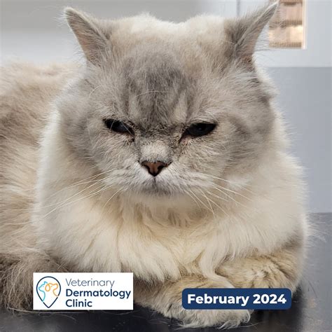 What We Do Best Veterinary Dermatology Clinic