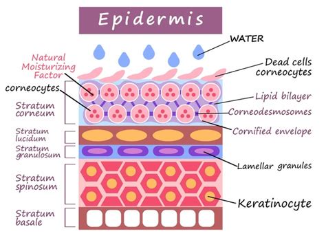Alex Siauw Aspiring Dermatology Pa