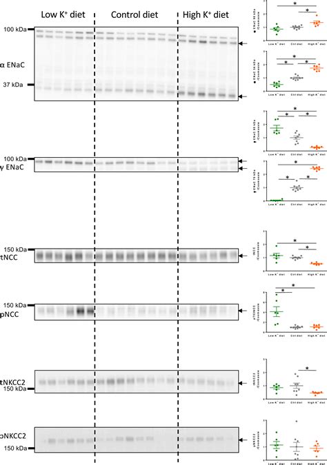 ENaC Expression Correlates With The Acute Furosemideinduced K