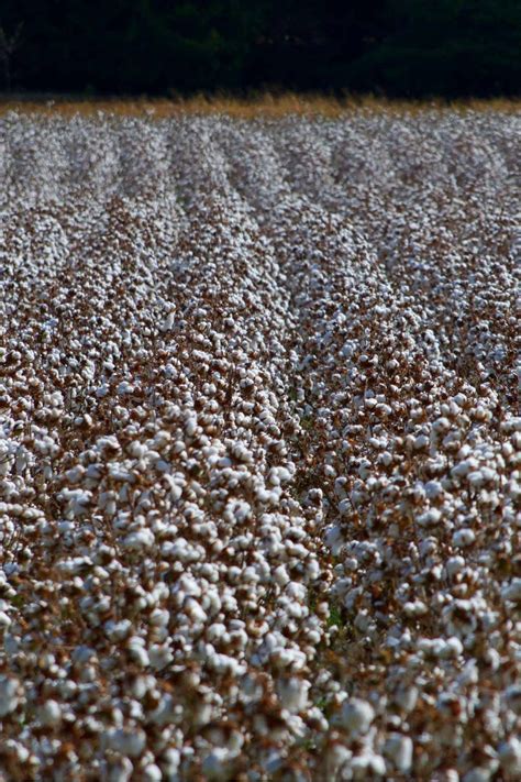 The Harsh Truth About Gmo Cotton You Need To Know Panaprium