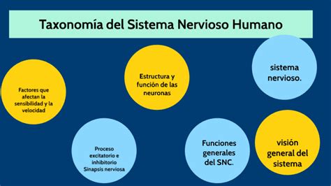 Taxonomía Del Sistema Nervioso Humano” By Maria Molina On Prezi