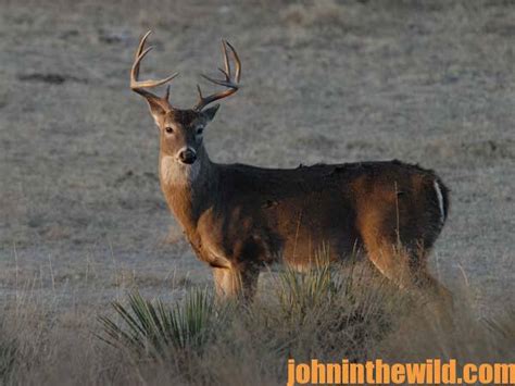 Tactics For Taking Deer That Dont Want To Come To You John In The