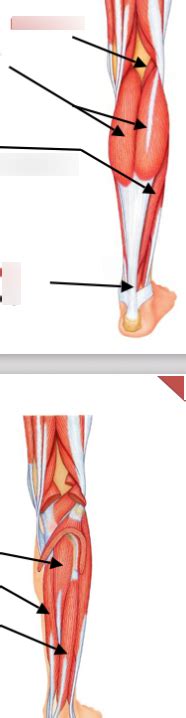 Lab 3 Posterior Leg Muscles Diagram Quizlet