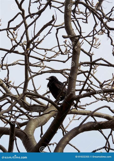 Raven In A Tree Stock Image Image Of Interesting Haunting 81022355