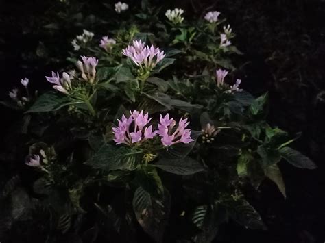 Oppo F Review Gadgets