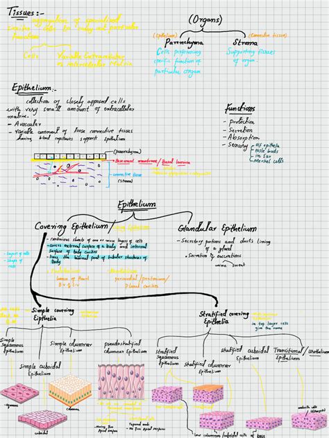 The Epithelium Tissue And The Cell Junctions Pdf Cell Adhesion