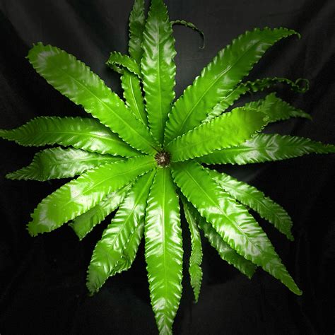 Birds Nest Fern Asplenium Antiquum ‘victoria 6 8 Pot Plant Hawaii