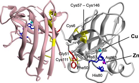 Engineering A Monobody Specific To Monomeric Cuzn‐superoxide Dismutase