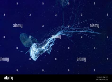 Group Of Atlantic Sea Nettle Jellyfish Chrysaora Quinquecirrha East