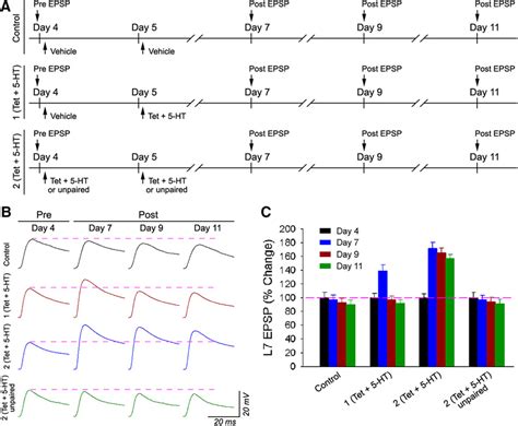 PA LTF Is Evoked With Two Pairings Of Tetanic Stimulation In The