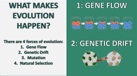 Understanding Gene Flow And Genetic Drift W Schools