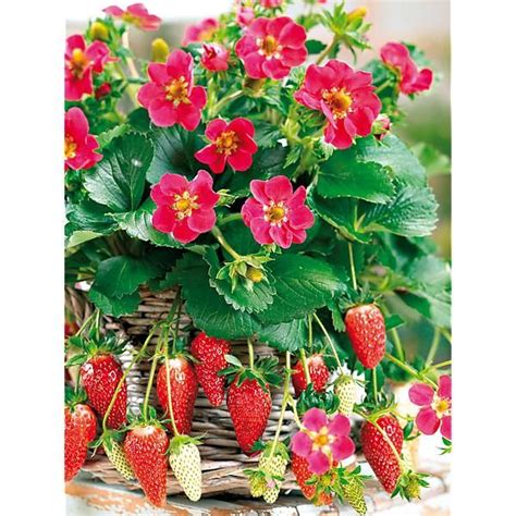 Fraisier F1 Toscana Deep Rose Graines Baumaux