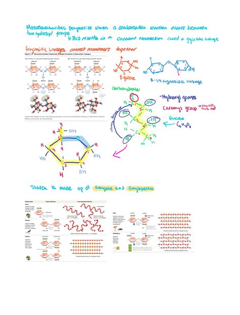 The Structure Of Polysaccharides Monosacerarides Polymerize When A Condensation Reaction