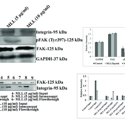 Western Blot Analysis Showing The Levels Of Akt Pakt Pi3k Ppi3k P Download Scientific