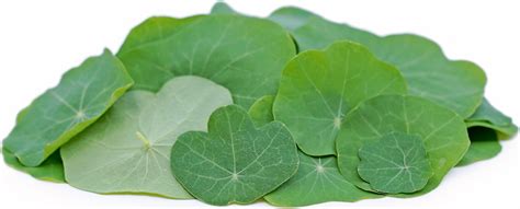 Nasturtium Leaves Information And Facts