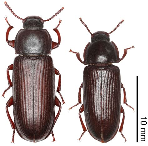 농촌진흥청 발육 우수한 ‘처음고소애 선발