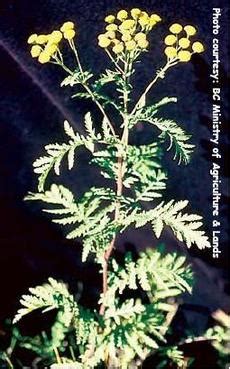 Common Tansy Coastal Invasive Species Committee