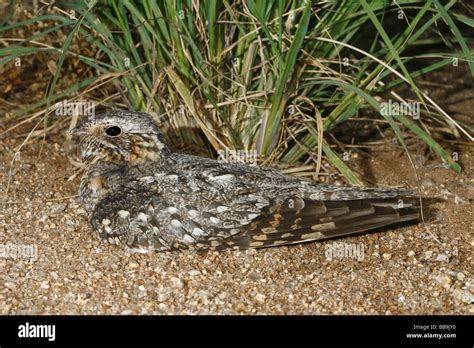 Nighthawk Moth Hi Res Stock Photography And Images Alamy