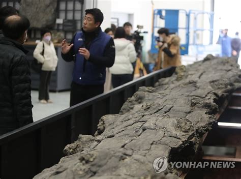 살아있는 것 같은 나무화석 연합뉴스