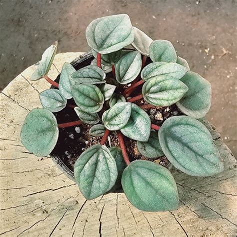 پپرومیا ناپولی بست ماس پپرومیا ناپولی راهنمای خرید مشخصات Bestmoss