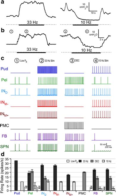 Reflex Bladder Excitation And Inhibition By Pudendal Afferent