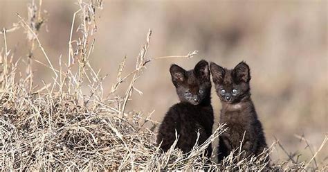 Melanistic Serval Kittens Album On Imgur