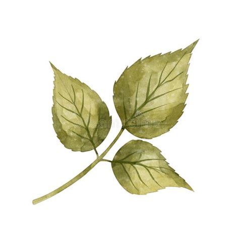 Raspberry Leaf Watercolor Illustration Stock Image Image Of Healthy