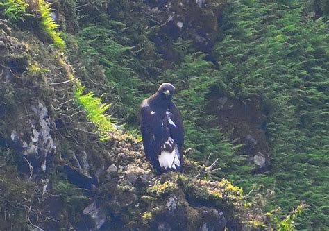イヌワシ幼鳥 黒ポプラとそよ風