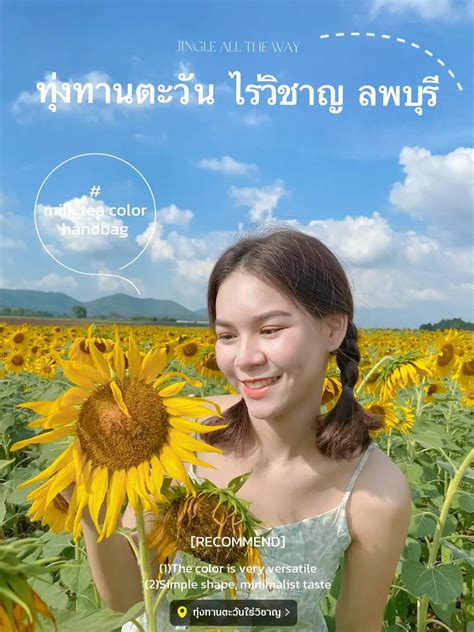 ทุ่งทานตะวัน ไร่วิชาญ ลพบุรี แกลเลอรีที่โพสต์โดย แพง Lemon8
