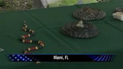 68 Pythons Found In Florida Snake Hunt | FOX 2