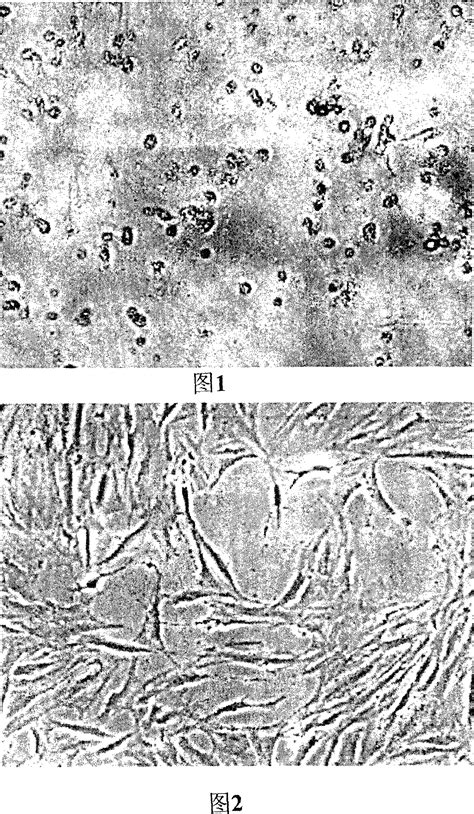Antitumor Composition Eureka Patsnap
