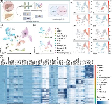 Singlecell And Spatial Transcriptomics Reveal The Fibrosisrelated