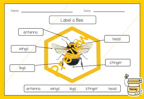 Parts Of A Bee Labelling Activity World Bee Day Teaching Resources