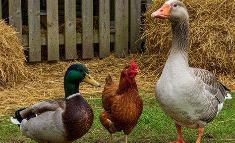 A Legjobb Kacsasütők ár érték Arányban Farmvilág