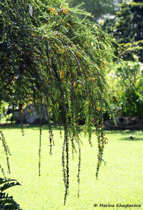 Trees Of Tropical Asia Brya