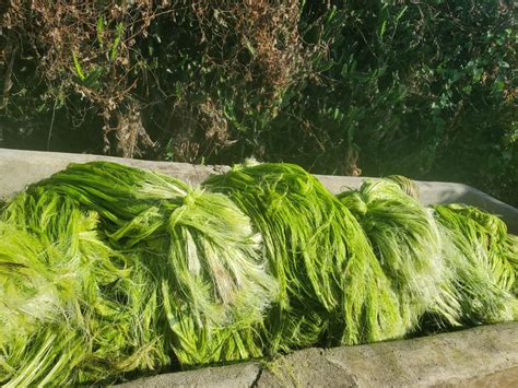 Le Sisal Dhaïti Un Produit Recherché Et Viable Mais Peu Exploité