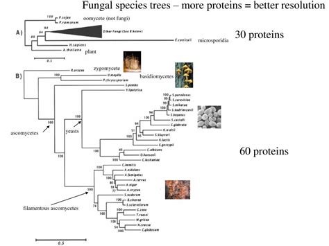 Ppt Phylogenetics Workshop Protein Sequence Phylogeny Week 2 Powerpoint Presentation Id 2012030